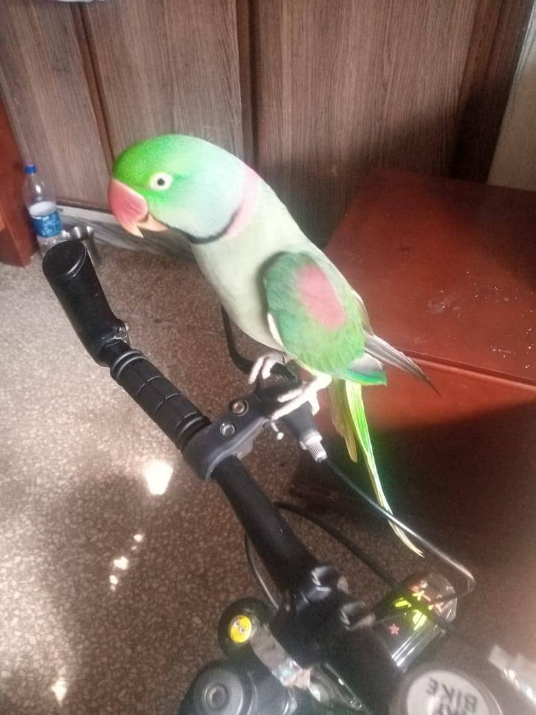 Alexander Raw parrot breeder male - Parrots - 1109371351