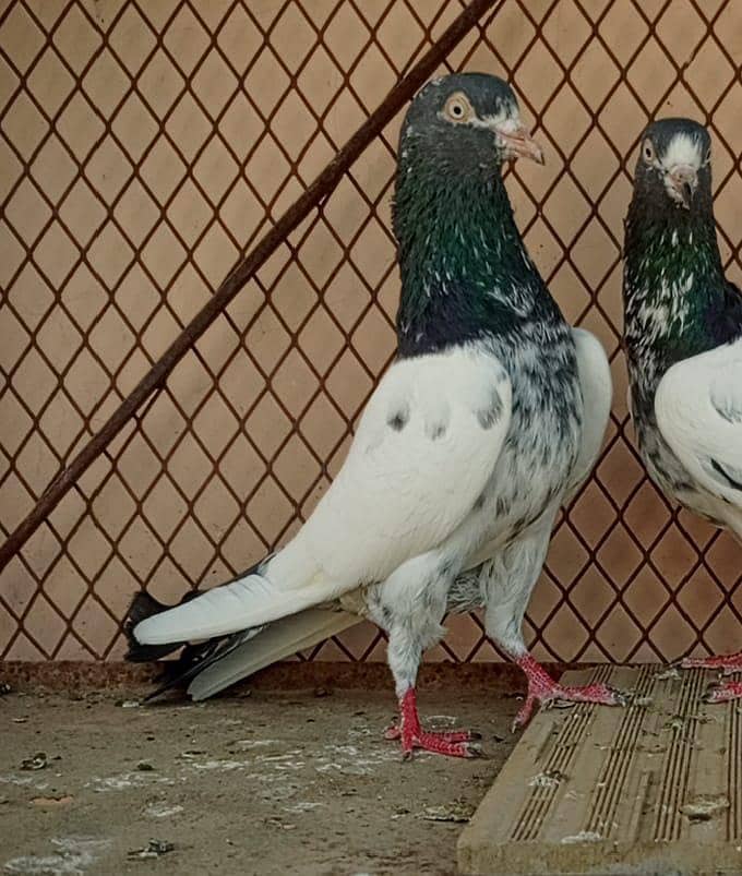 Teddy, Tedi, Taddy kabootar. - Pigeons - 1109432176