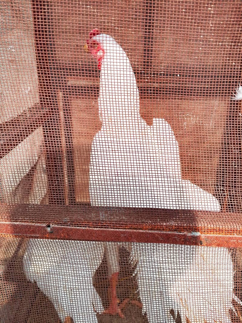 long height white shamo hens trio available, urgent ,1 male ,2 females ...