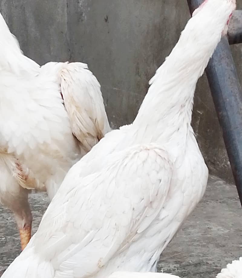 long height white shamo hens trio available, urgent ,1 male ,2 females ...