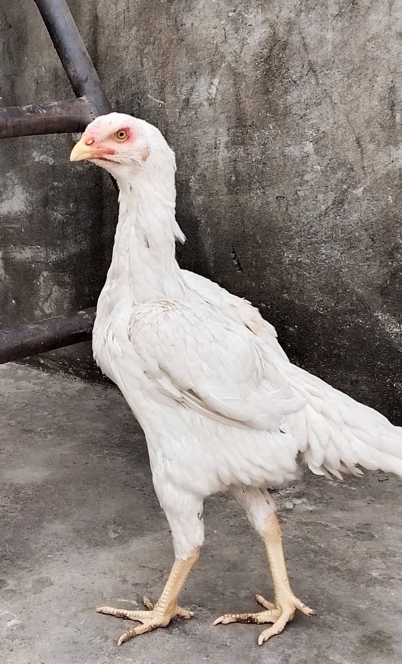 long height white shamo hens trio available, urgent ,1 male ,2 females ...