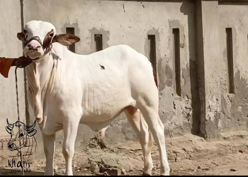 Qurabani cows | cholistani | Ablak | Cows | Palai service | Bull ...
