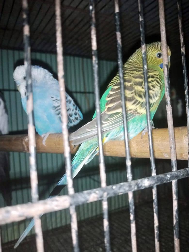 astalean 900 love birds 2200 ho java 1300 pasa final ha - Parrots - 1108705465