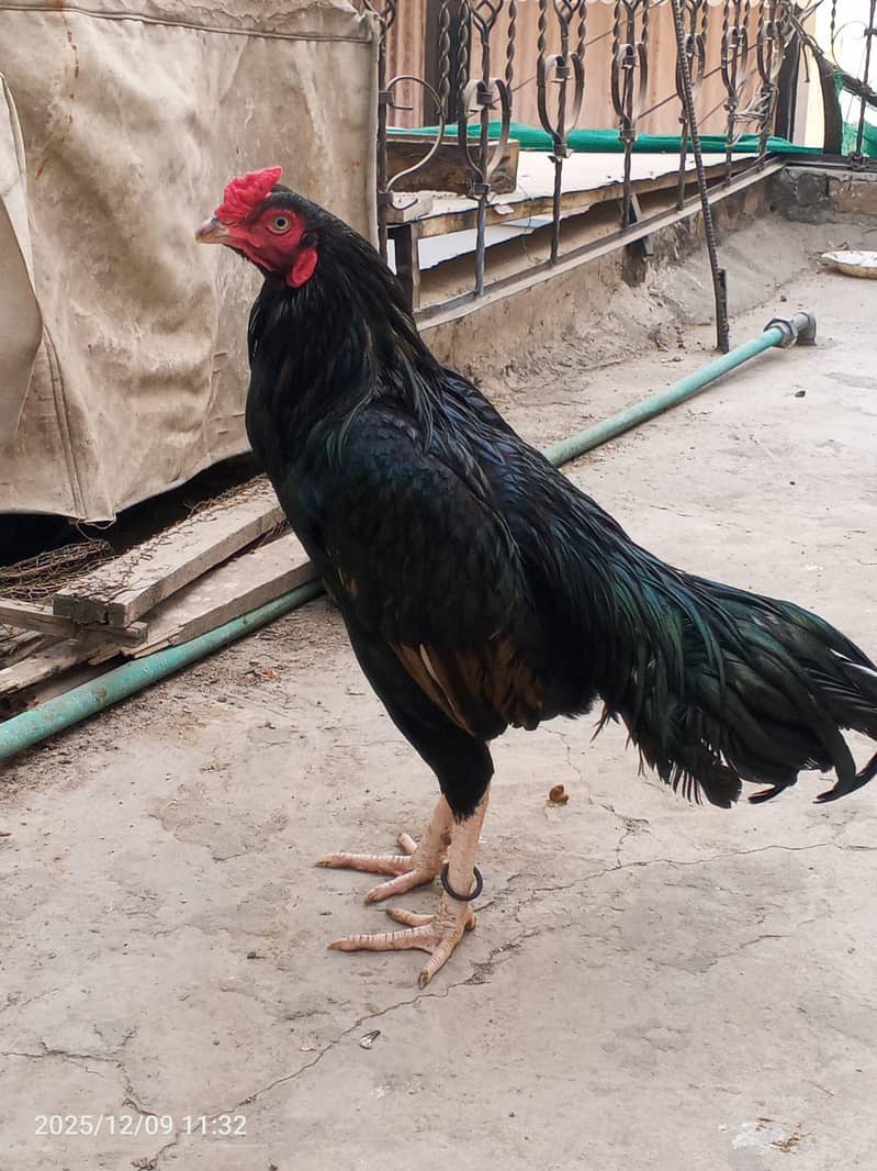 Aseel - Hens - 1109450489