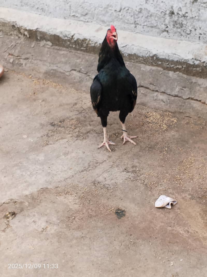 Aseel - Hens - 1109450489