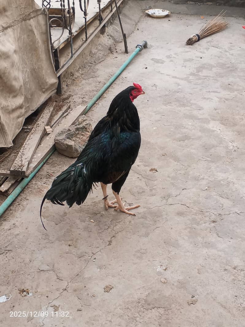 Aseel - Hens - 1109450489