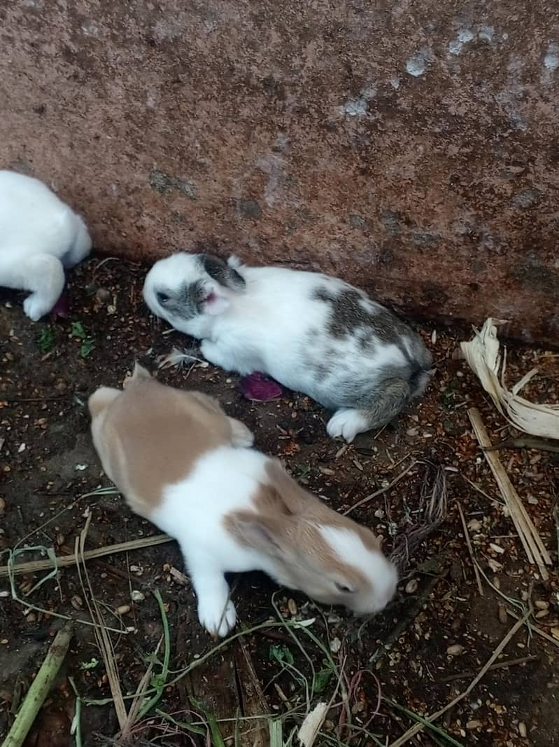 Rabbit Red eyes|Rabbits |Imported Breed |High Quality Rabbits|Bunnies ...