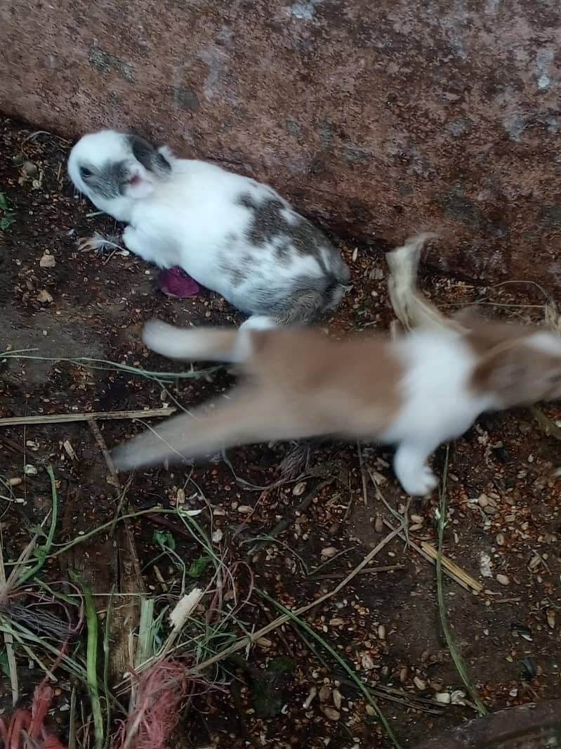 Rabbit Red eyes|Rabbits |Imported Breed |High Quality Rabbits|Bunnies ...