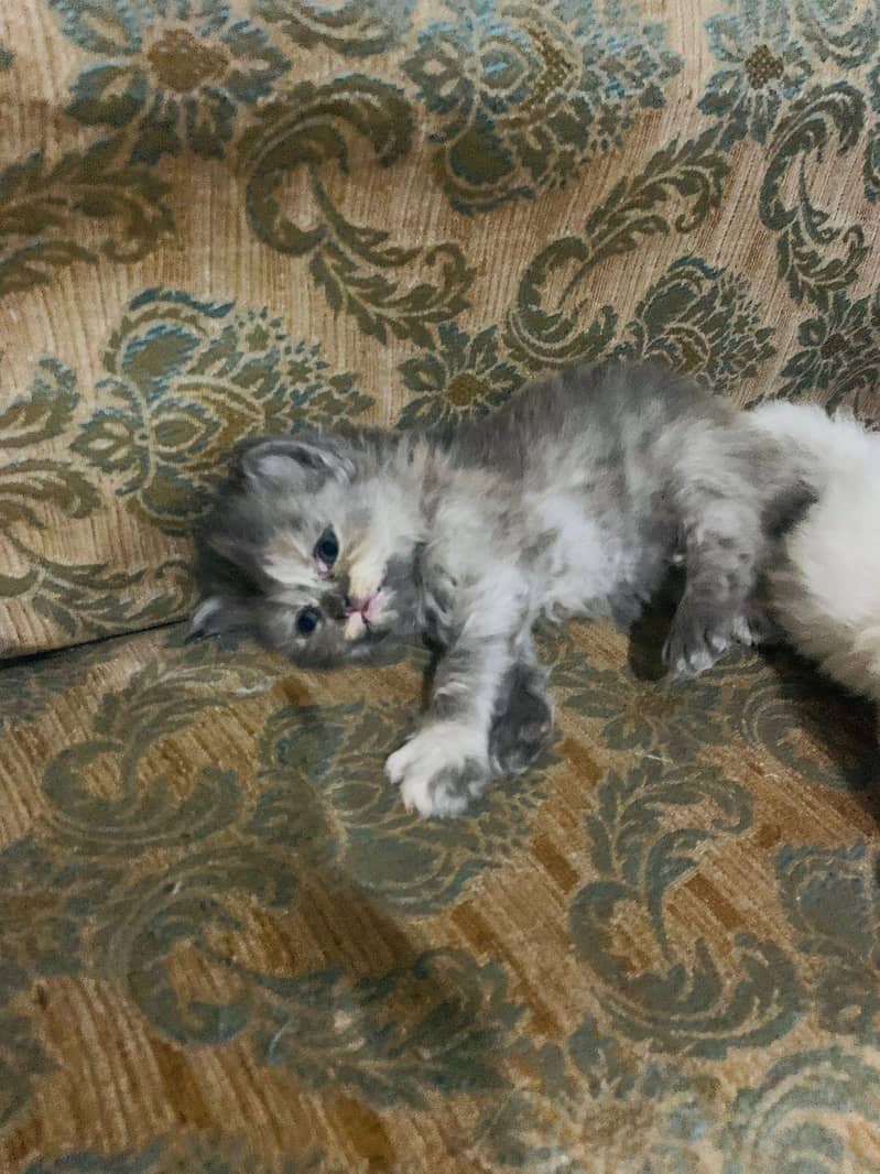 persian kitten available double coat - Cats - 1109457919