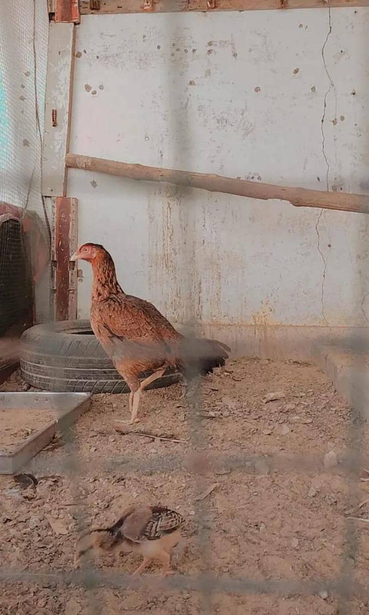 2 Aseel murgiya Vip Quality - Hens - 1109460315