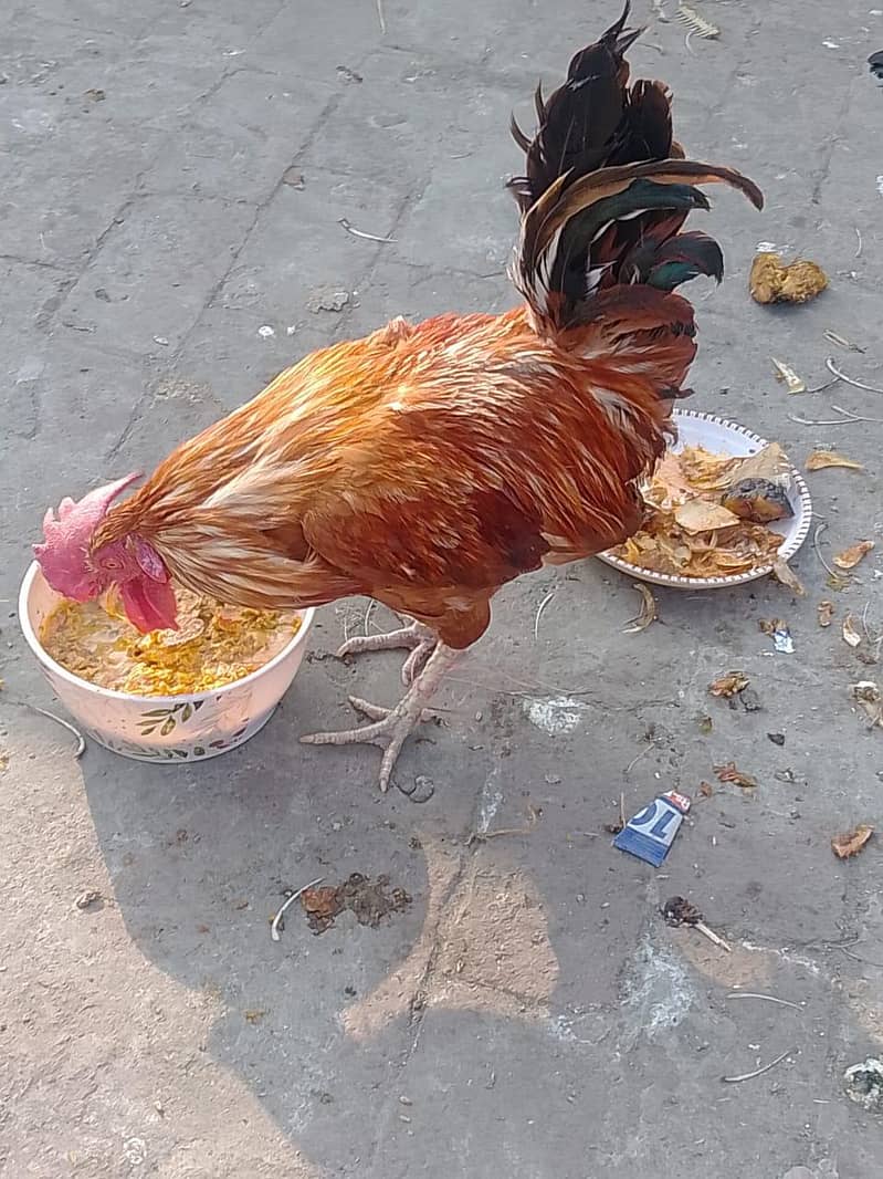 Sindhi cross aseel ,Desi murgha, Desi murghian,pure Desi murghian kurk ...