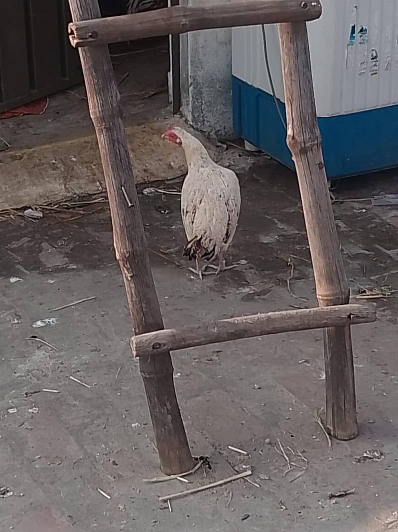 Sindhi cross aseel ,Desi murgha, Desi murghian,pure Desi murghian kurk ...