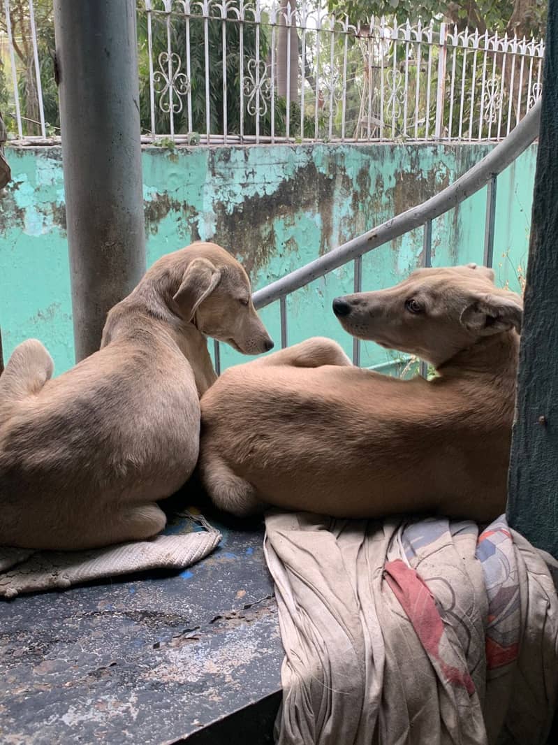 Dogs up for adoption - Dogs - 1109473196