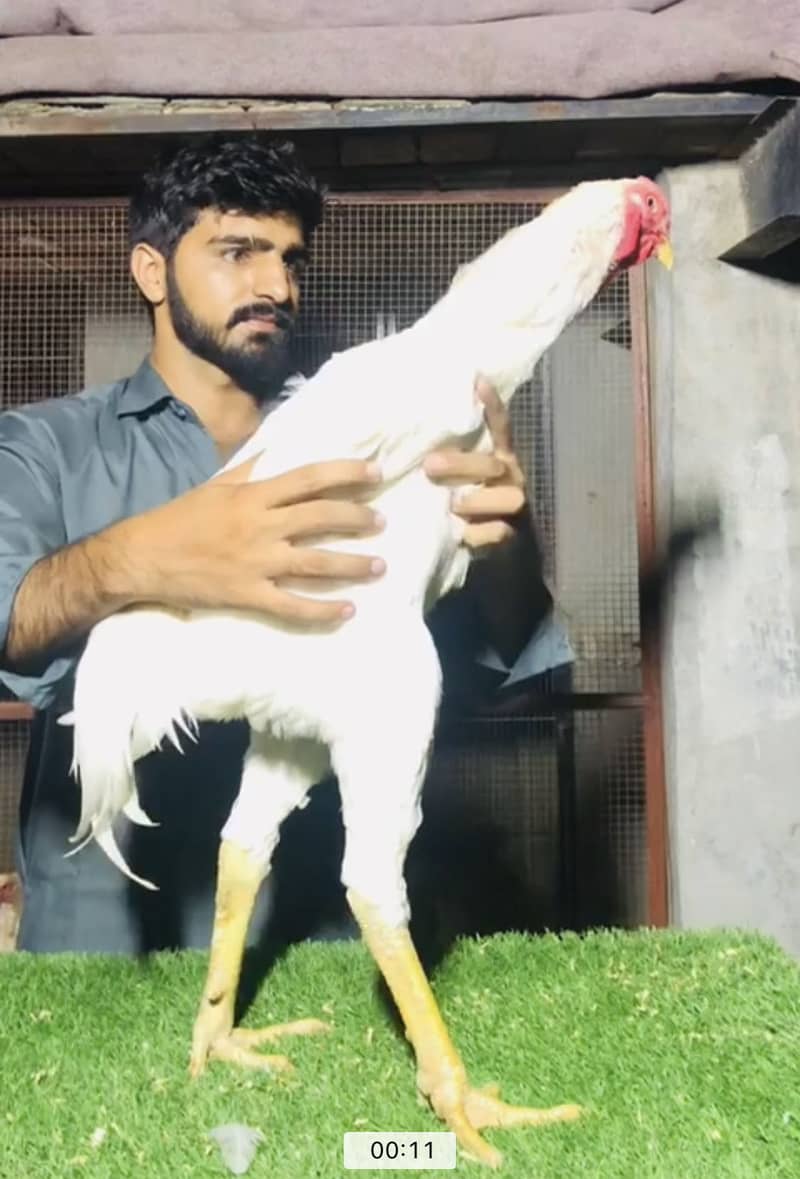 Shamo chicks | white shamo | aseel shamo | king shamo | german shamo ...