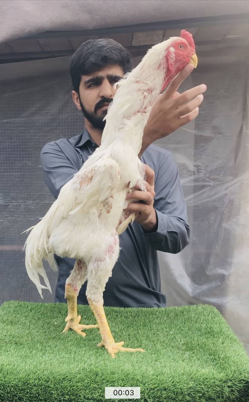 Shamo chicks | white shamo | aseel shamo | king shamo | german shamo ...