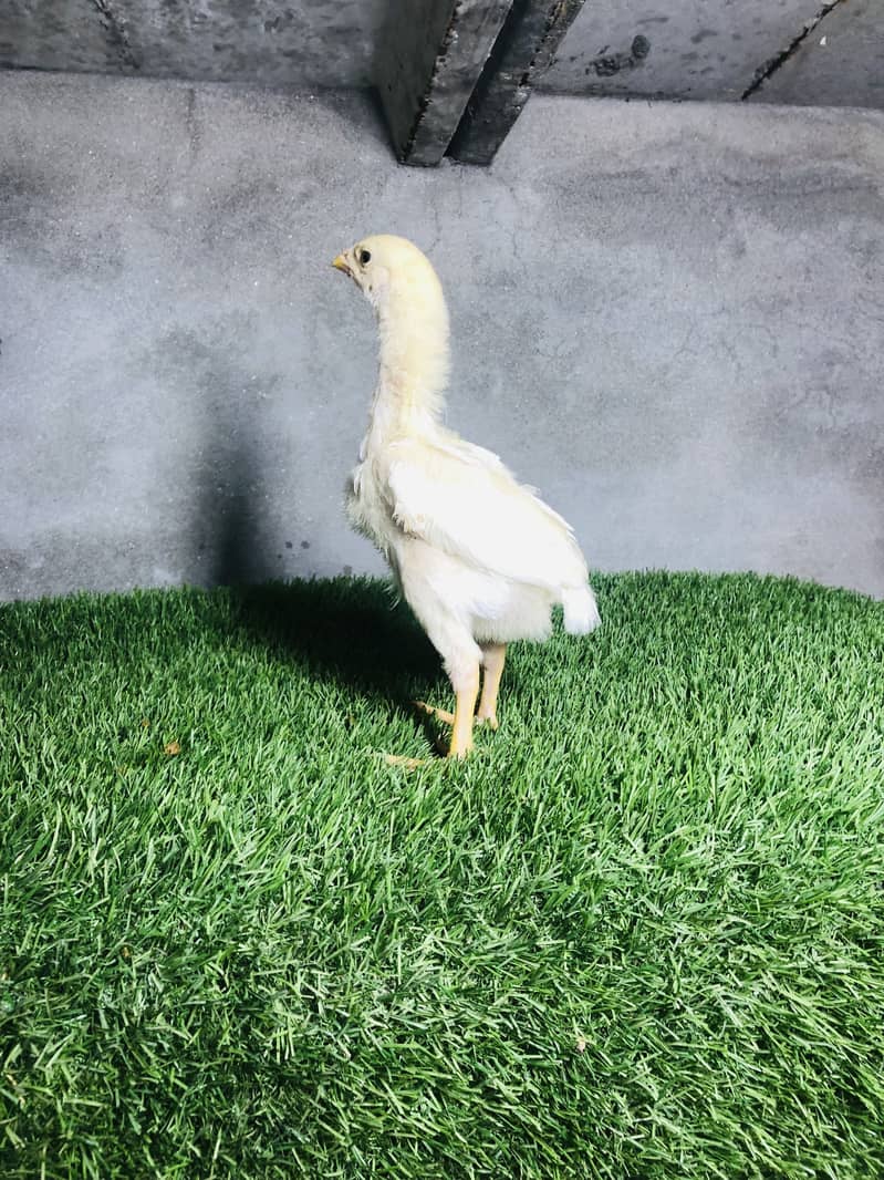 Shamo chicks | white shamo | aseel shamo | king shamo | german shamo ...