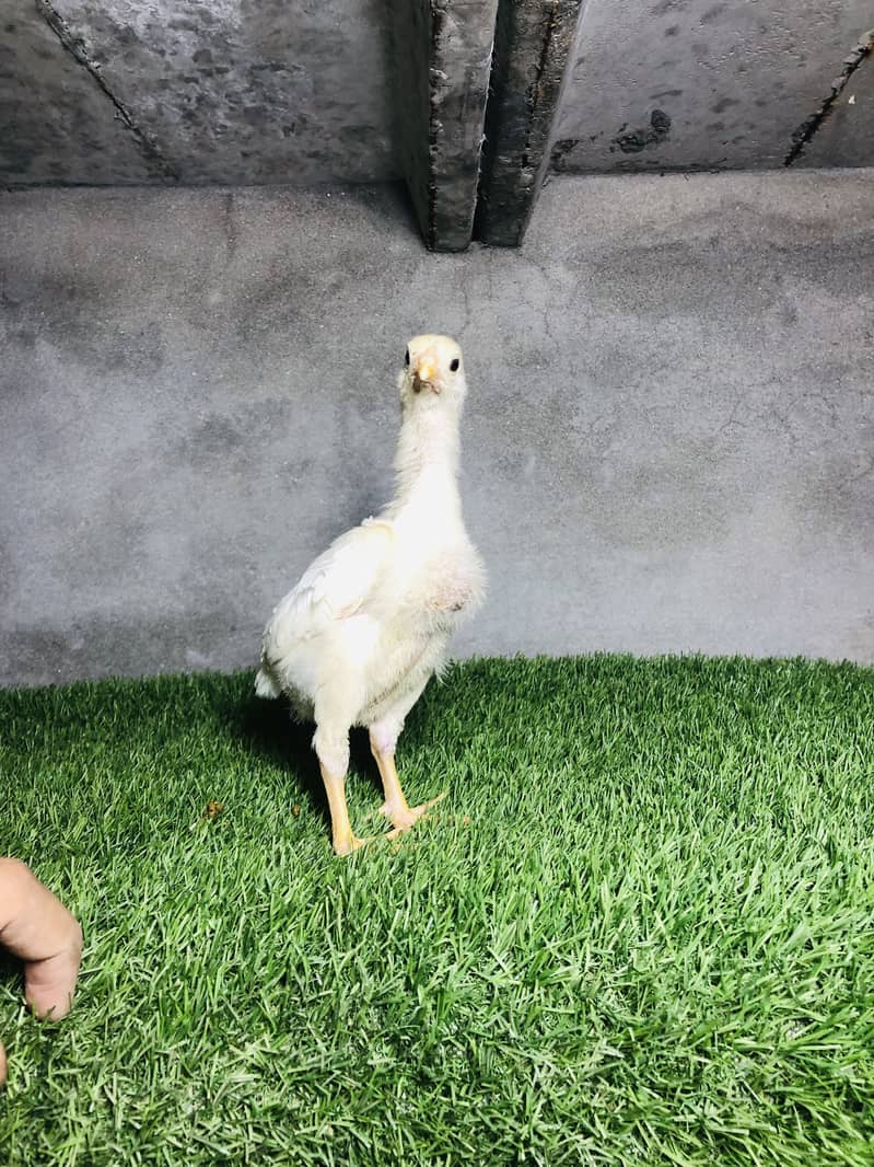Shamo chicks | white shamo | aseel shamo | king shamo | german shamo ...