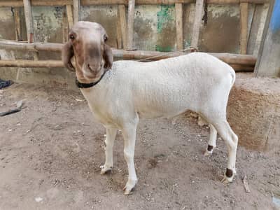 Khara Dhumba 6 month age - Sheep - 1109480903