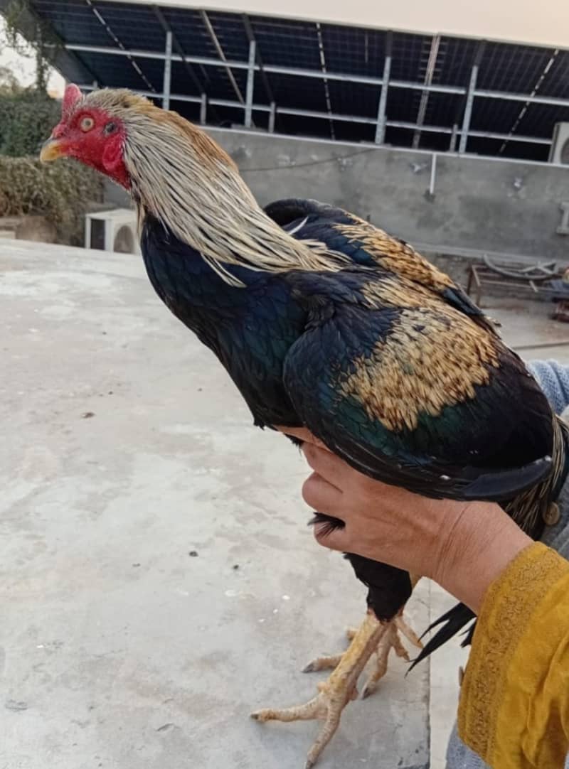 aseel / hen / eggs / Aseel Mianwali / breeder aseel Hens /مرغی - Hens - 1109481101