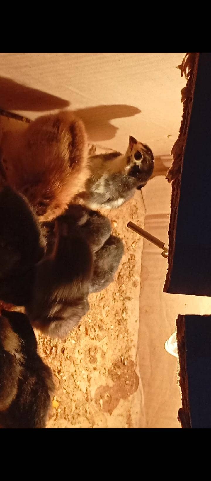 Home Breed Aseel Chozay Pakoya available - Hens - 1109504162