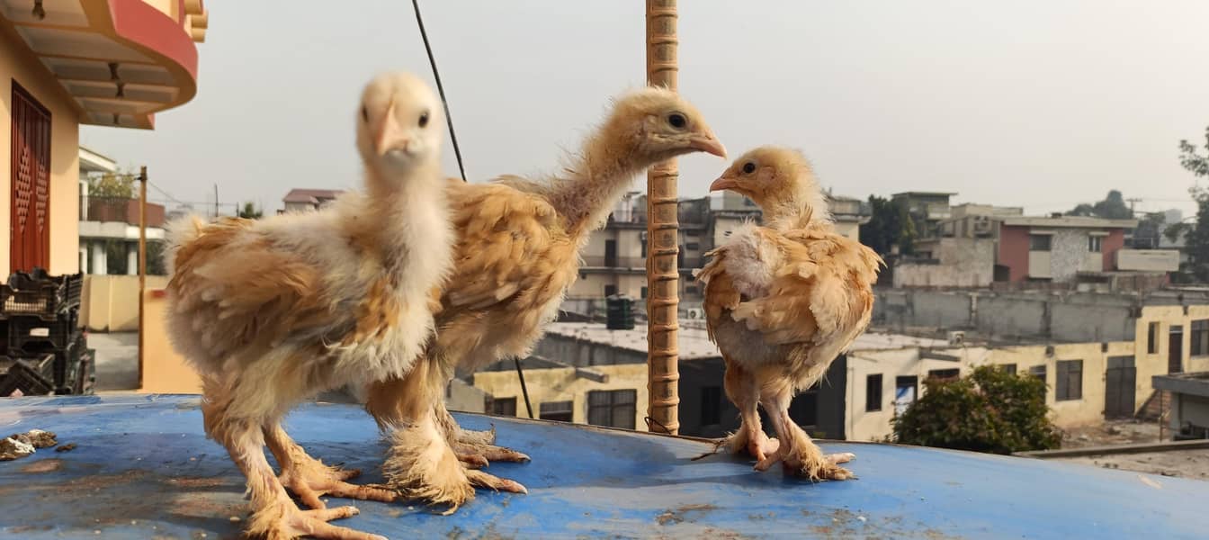Bantam and Golden Heavy Buff - Hens - 1109517864