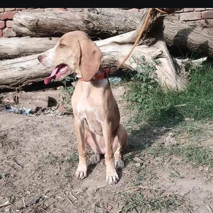 pointer female - Dogs - 1109532470
