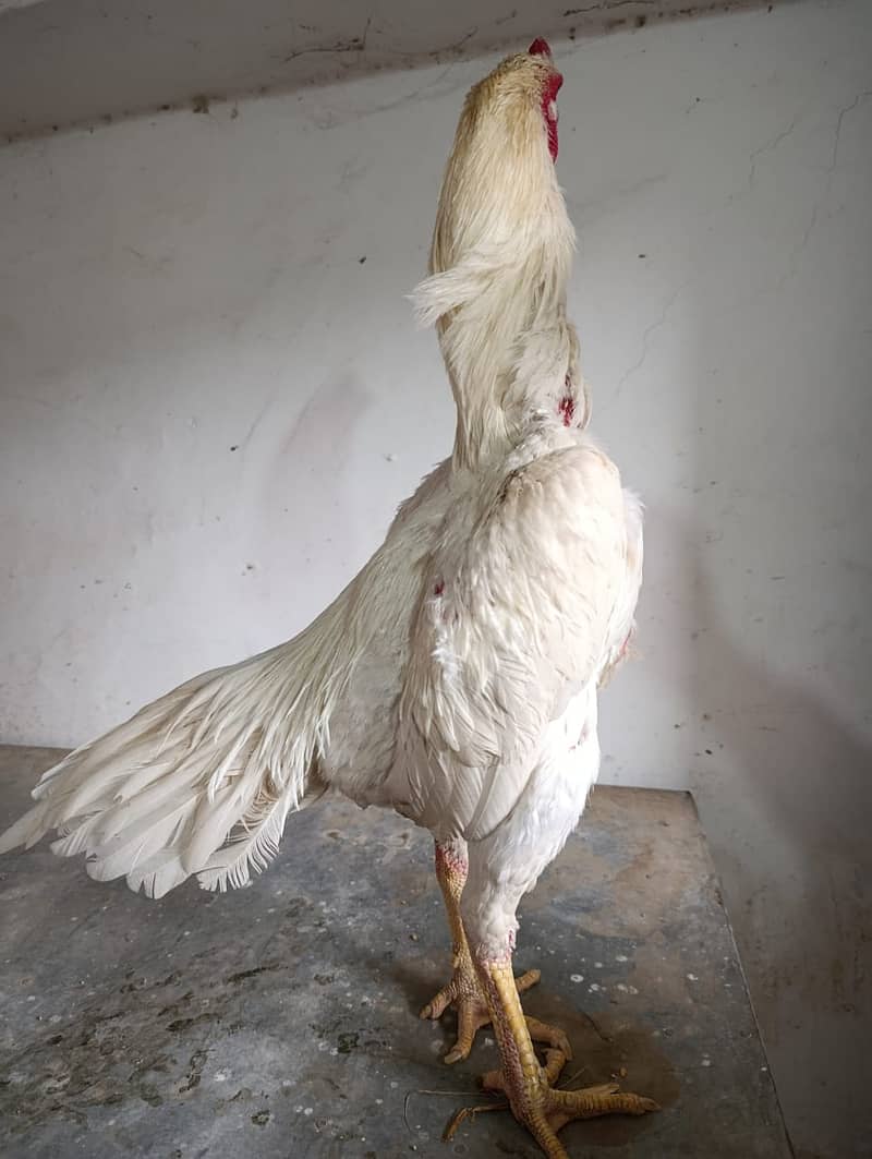 shamo | white shamo | german shamo | king size shamo | 0326 6147527 ...