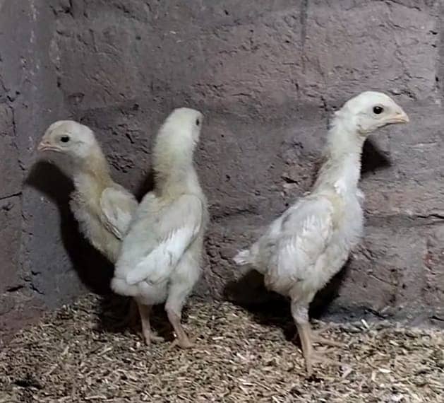 king size/black shamo chiks /high quality/white shamo/pure aseel shamo ...