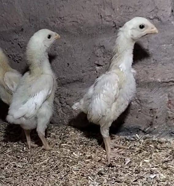 king size/black shamo chiks /high quality/white shamo/pure aseel shamo ...