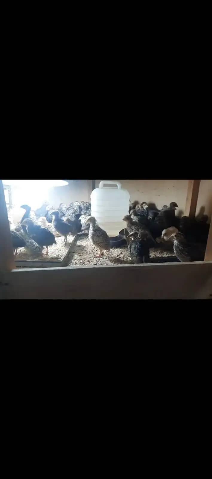 Batair/ Quails /batair chicks /quality bater/quail batair/quail meat ...