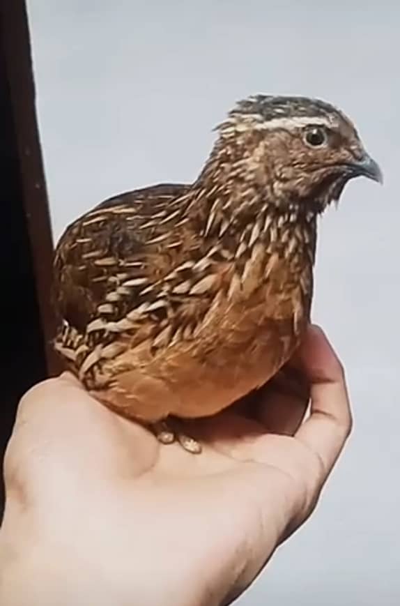 Batair/ Quails /batair chicks /quality bater/quail batair/quail meat ...