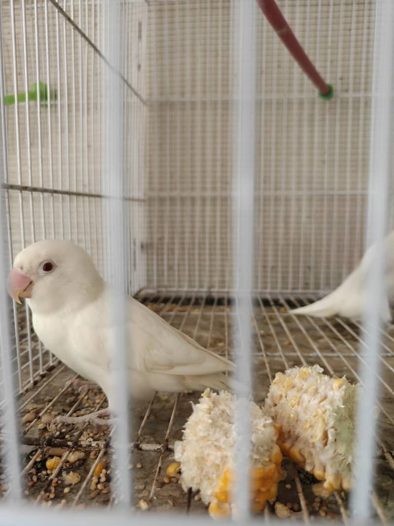 Albino Red Eyes Breeding Pair with eggs - Other Birds - 1109544069