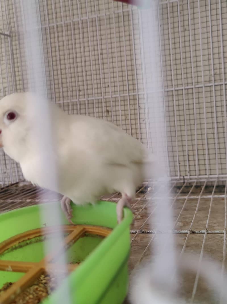 Albino Red Eyes Breeding Pair with eggs - Other Birds - 1109544069