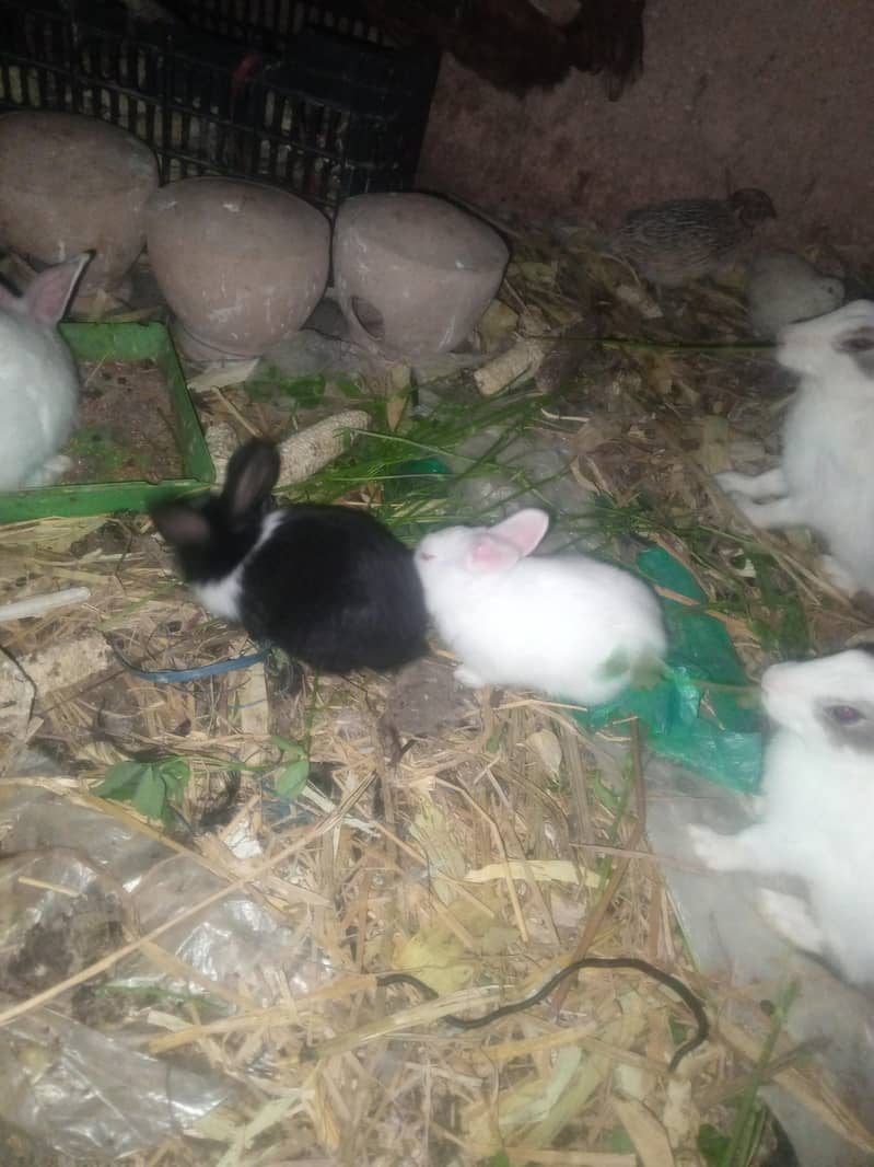 Rabbit Red eyes|Rabbits |Imported Breed |High Quality Rabbits|Bunnies ...