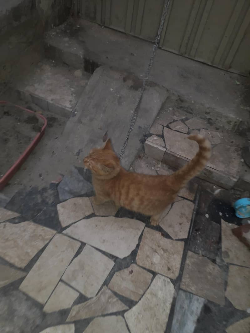 persian cat for sale - Cats - 1109552370