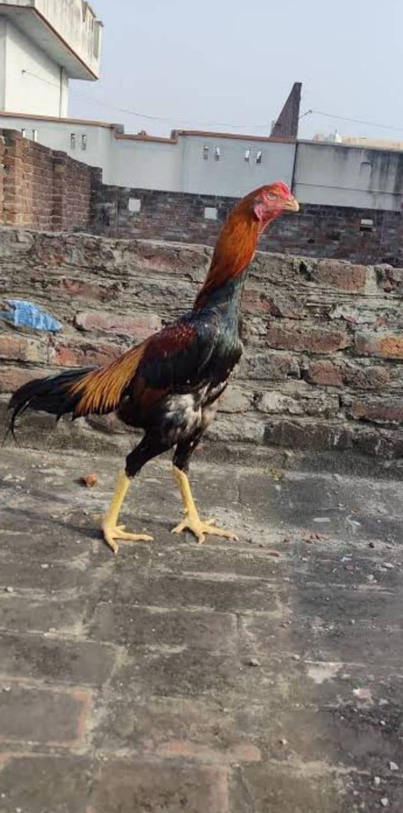 Japanese shamo Whatsapp num 04109791564 - Hens - 1106517782
