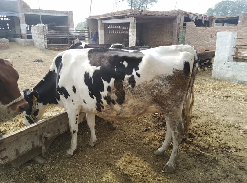 cow | friesian cow | Holstein Friesian Cow | gabban | cows - Cows ...