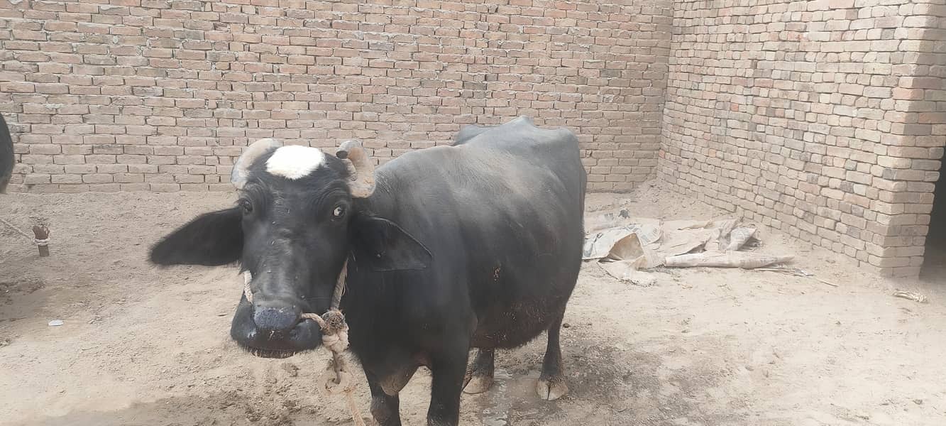 NEELI RAVI COW WITH KATTI - Cows - 1109576795