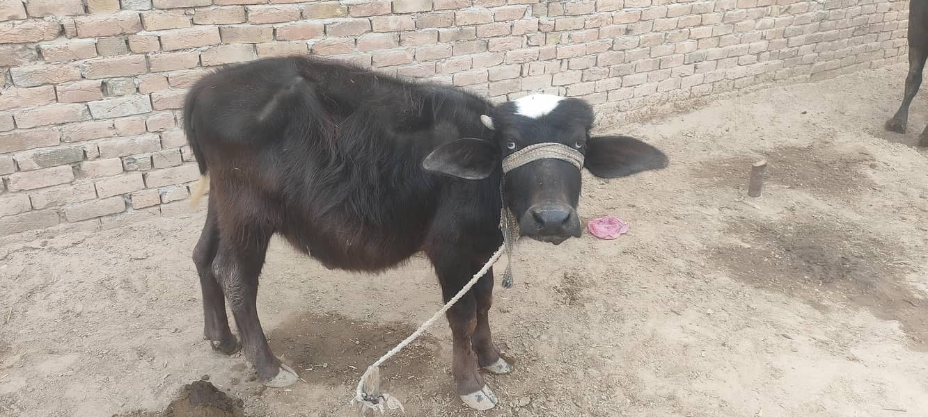 NEELI RAVI COW WITH KATTI - Cows - 1109576795