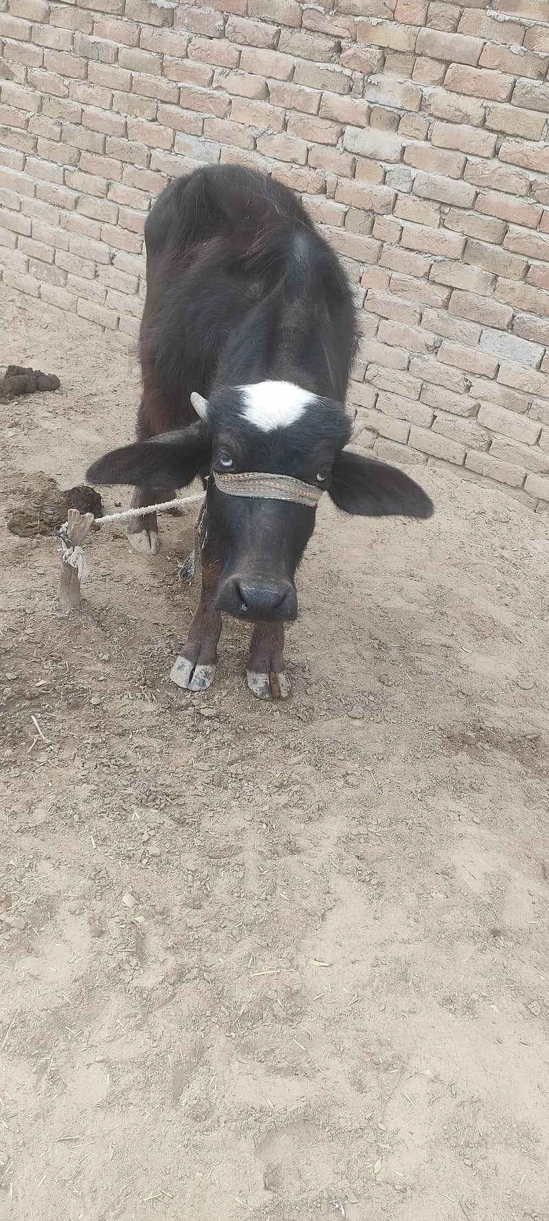 NEELI RAVI COW WITH KATTI - Cows - 1109576795