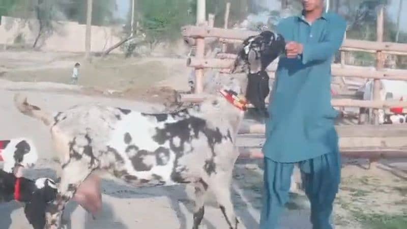 Shera print Bakri For Sale Whatsapp 0326,,6288,,418 - Goats - 1109579338