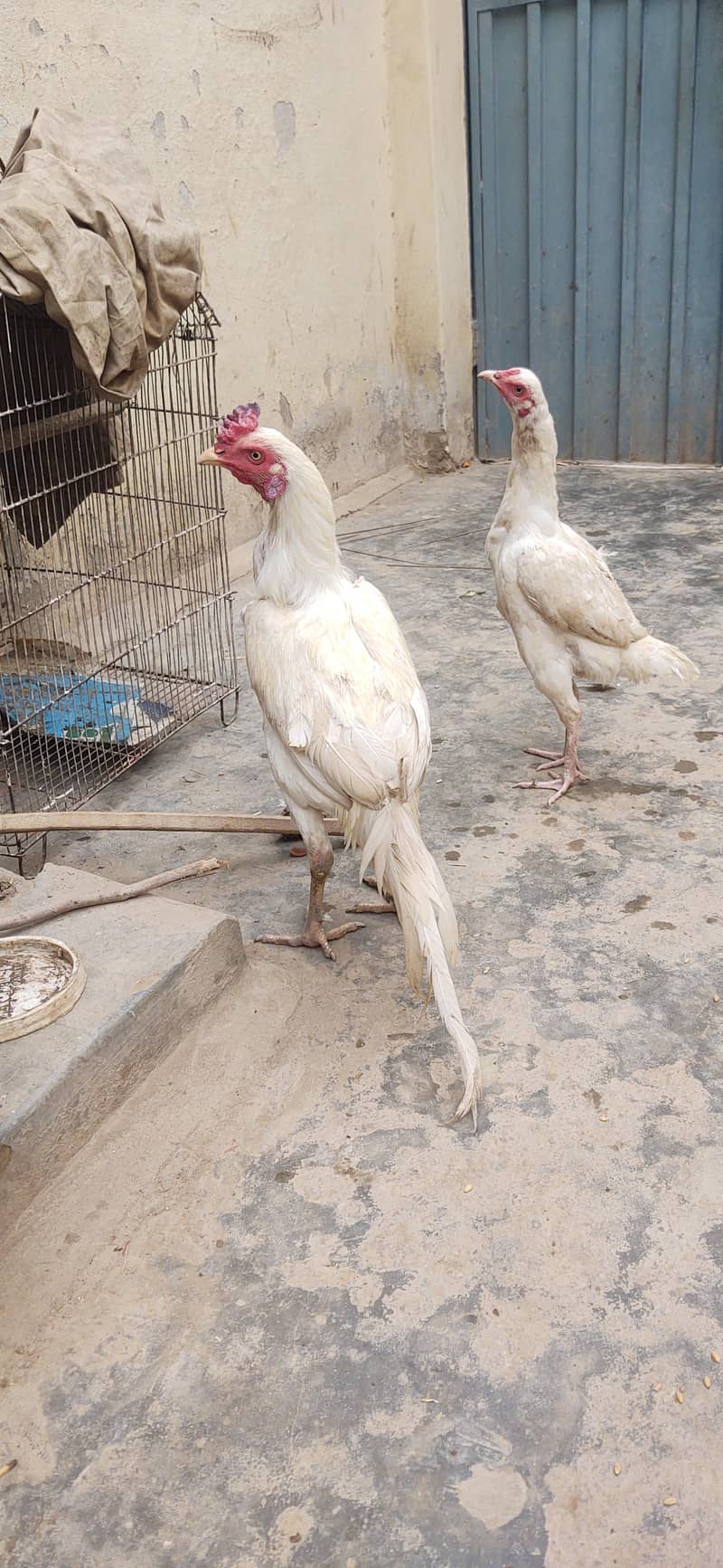 Heera aseel ka joda - Hens - 1109422216