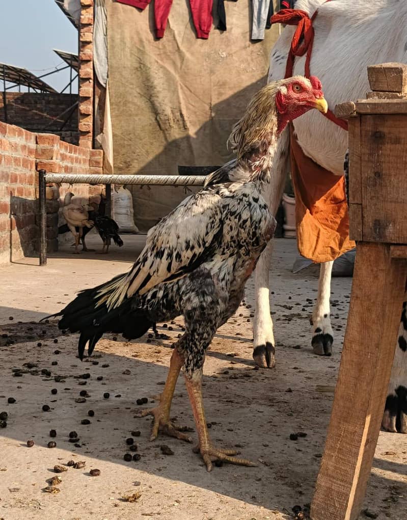 Pakistani x shamo aseel - Hens - 1109589715