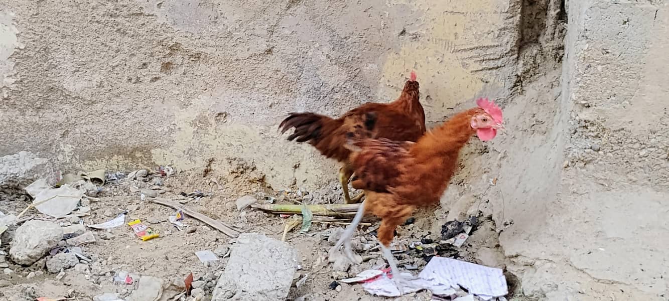 Dessi Hen - Hens - 1109606550