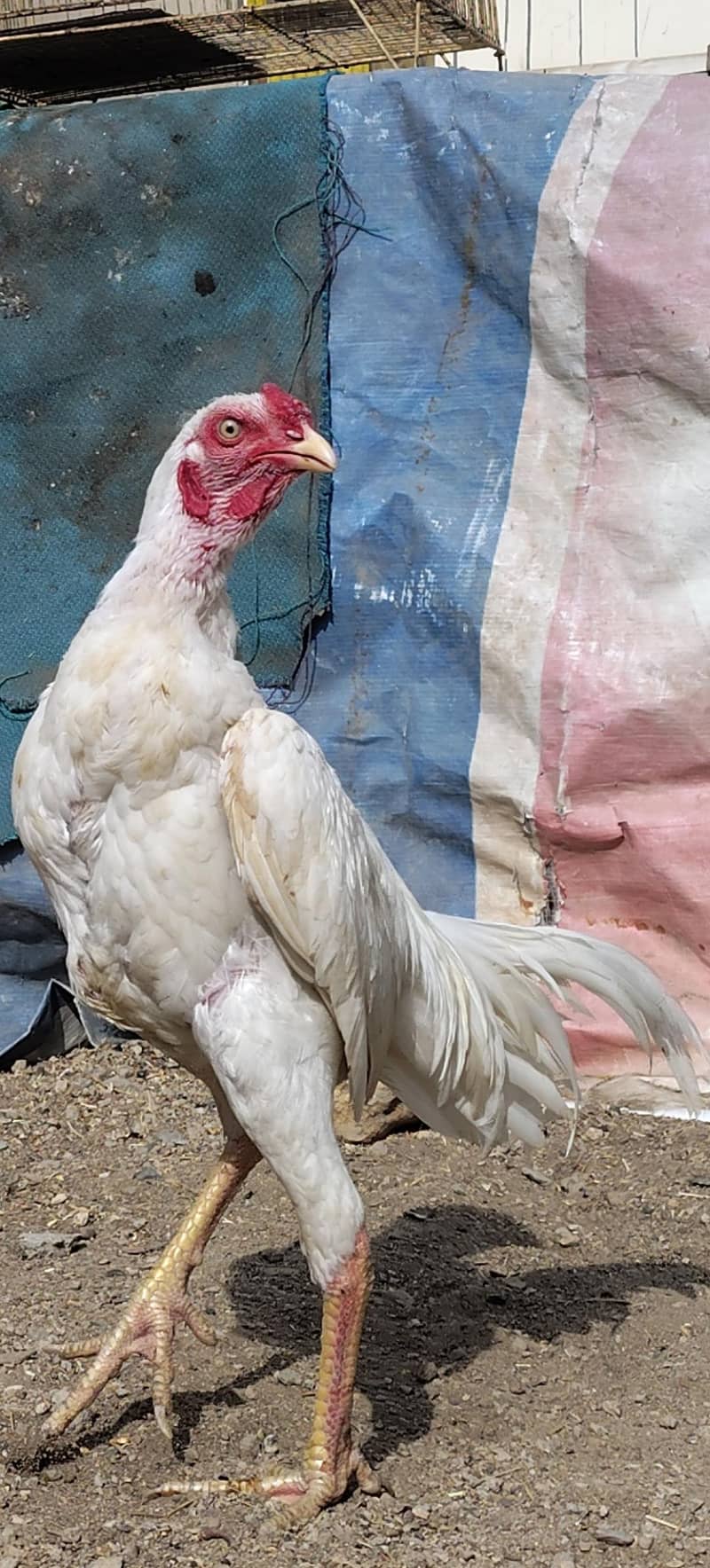 Quality Heera long height Patha - Hens - 1107745305