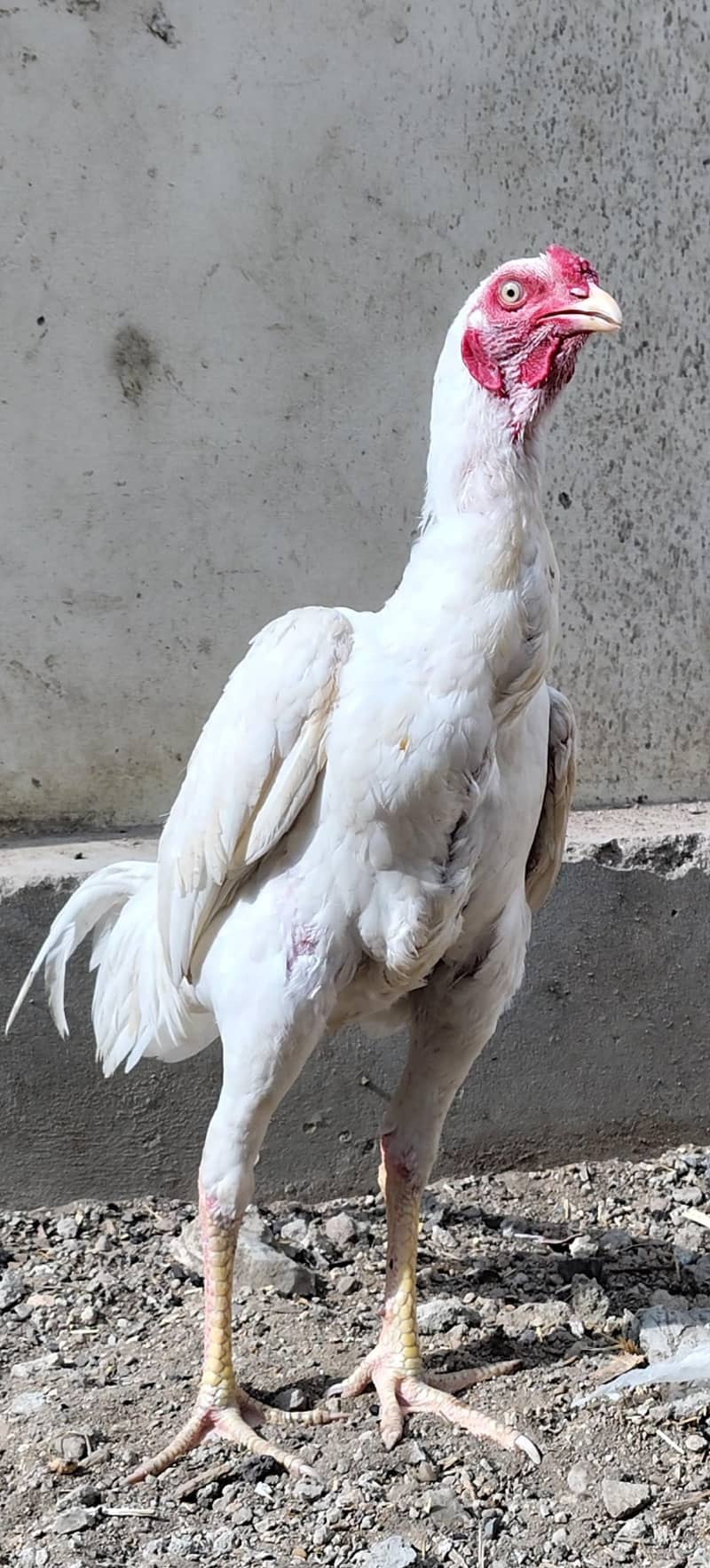 Quality Heera long height Patha - Hens - 1107745305