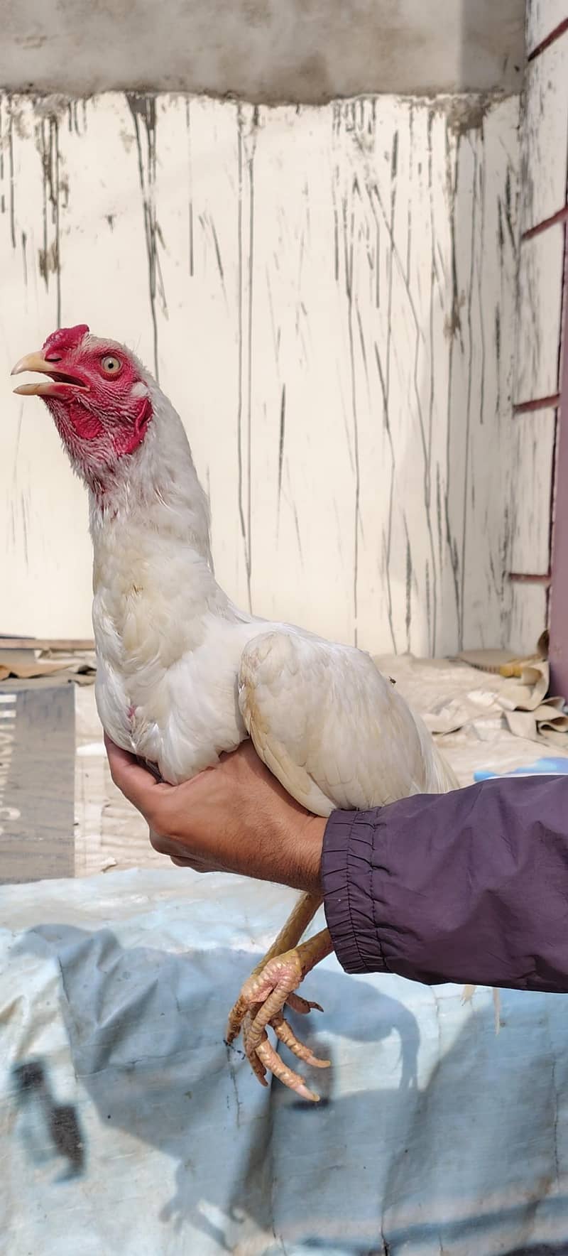 Quality Heera long height Patha - Hens - 1107745305