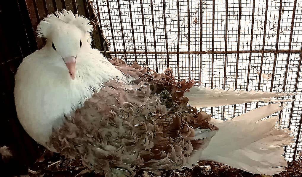 frill back pigeons breeder pair for sale - Pigeons - 1109614282