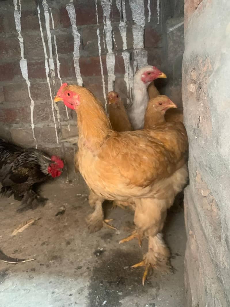 Heavy Buff Brahma Chickens for Sale | Pure Breed | Healthy & Heavy ...