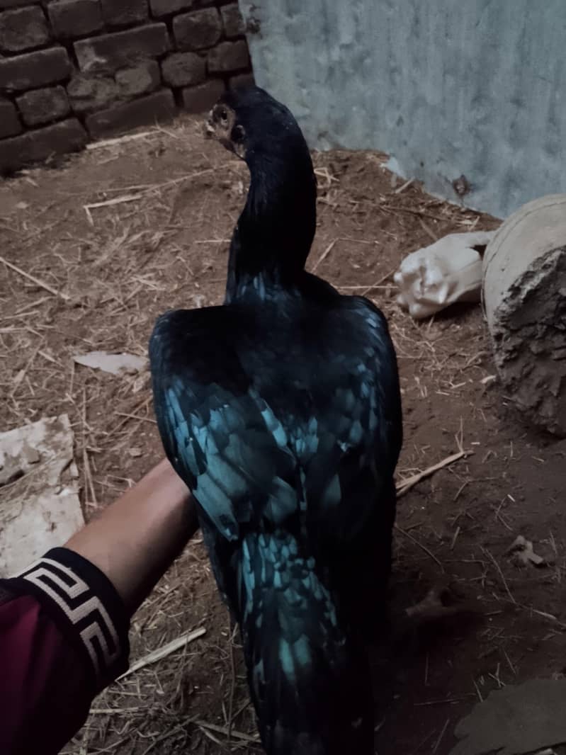 Pakistani - Hens - 1109623539